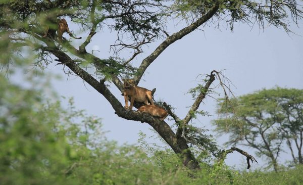 Queen Elizabeth National Park: Activities, Tours & Travel Guide