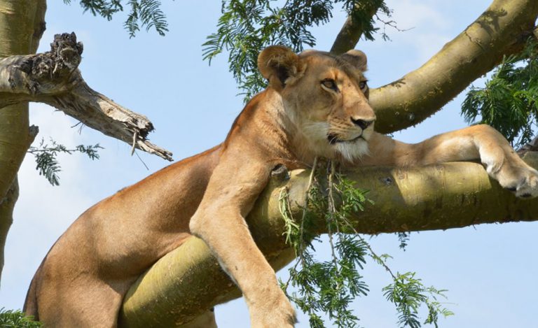 Where To Find Lions | Queen Elizabeth National Park